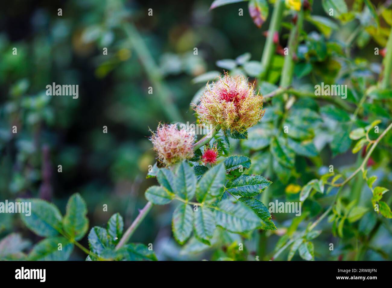 Robin's pin cushion (rose bedeguar gall), a harmless growth caused by a ...