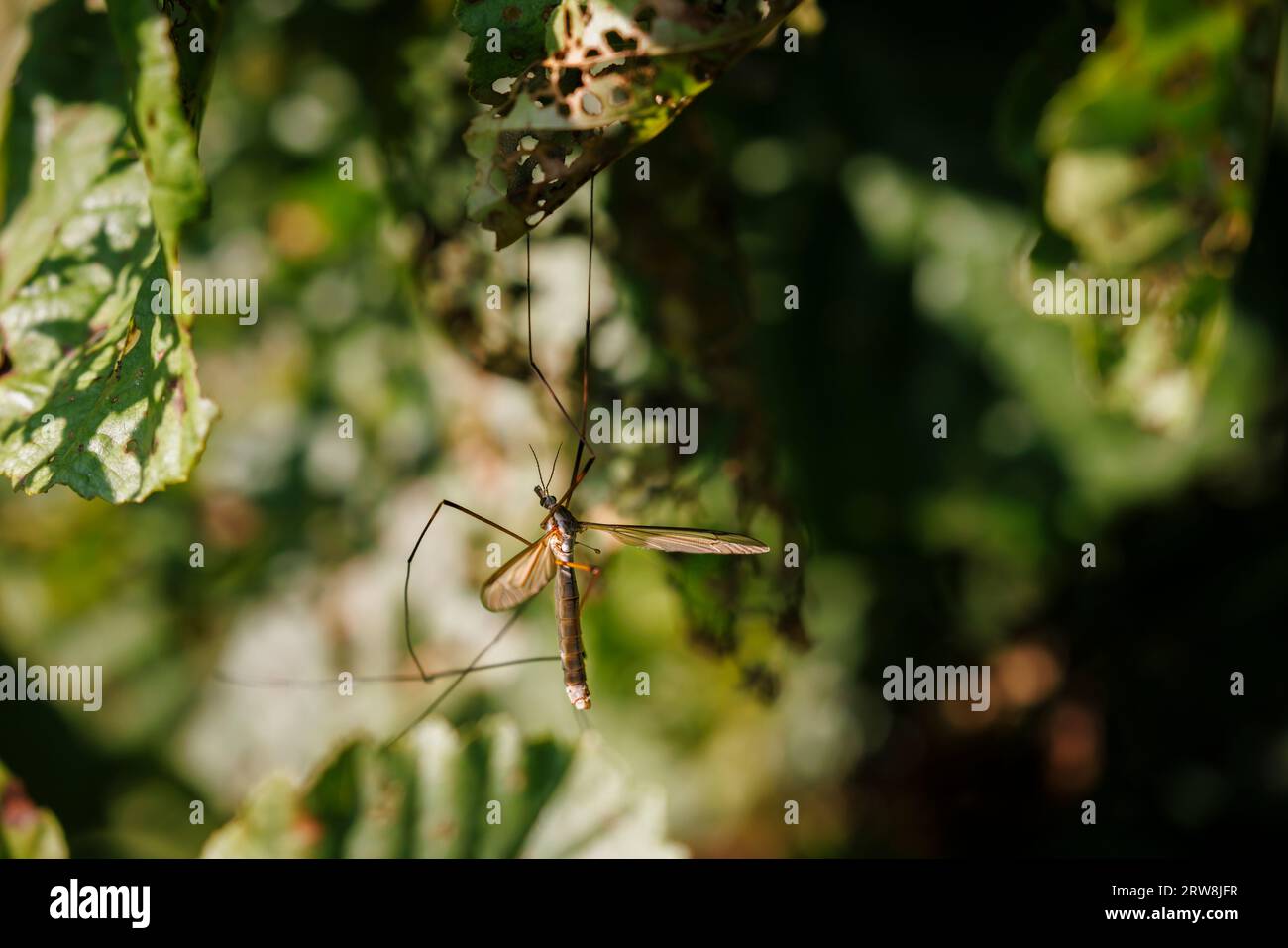 Close-up view of a crane fly (family Tipulidae, order Diptera) at rest ...
