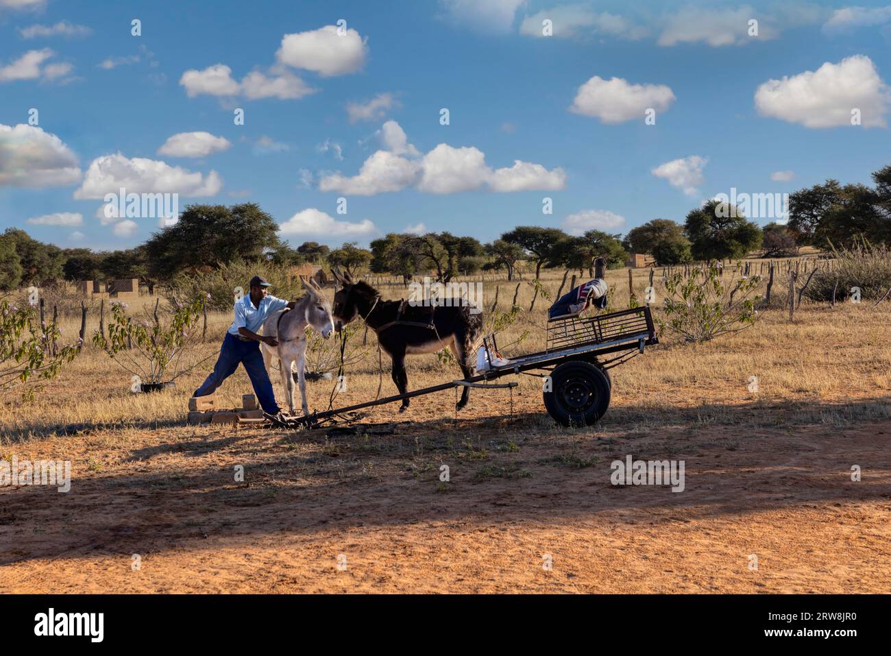 african village view of the farmer yard , young man trying to harness ...