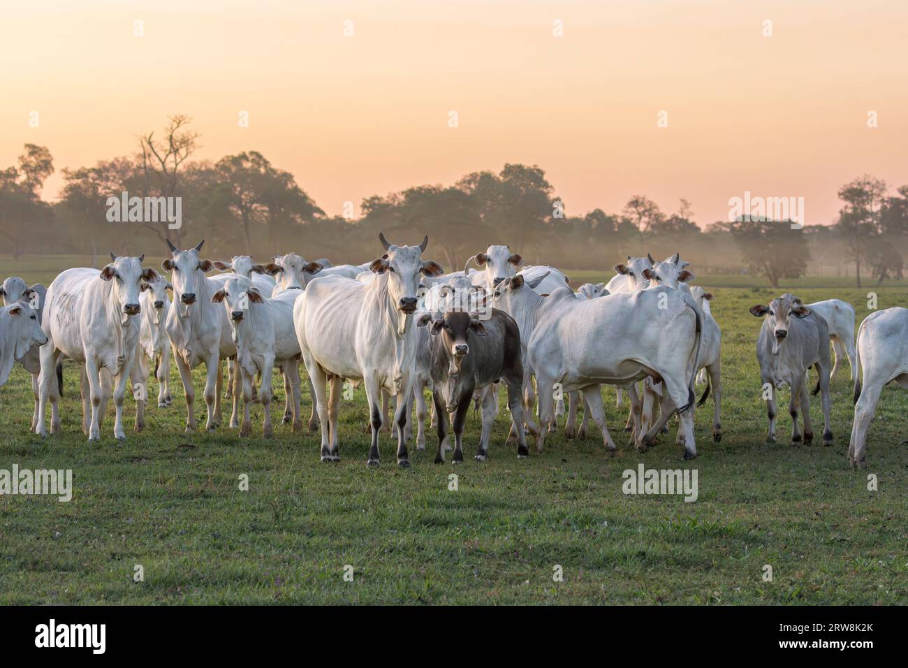 Tabapuan, a Brazilian type of polled beef cattle, in the Pantanal of ...