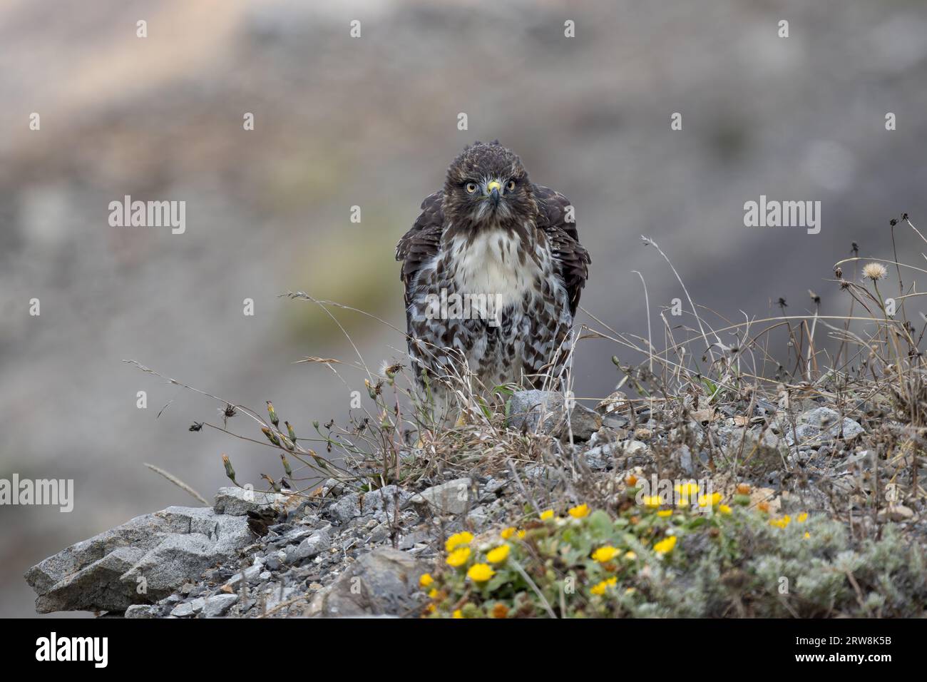 Red-tailed hawk (Buteo jamaicensis) sitting on a hillside looking at ...