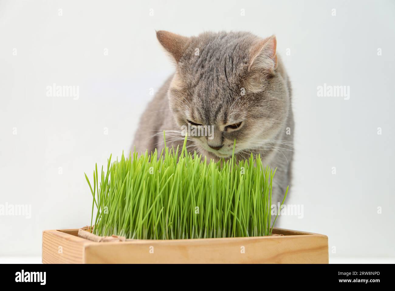 Cute cat near potted green grass on white background Stock Photo - Alamy