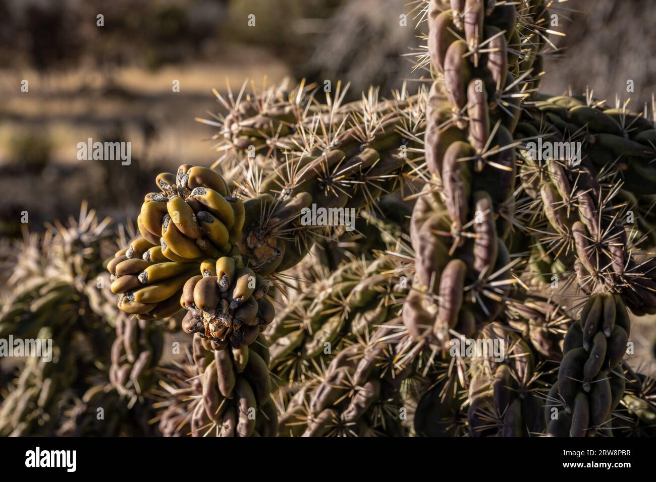 Chain link cholla hi-res stock photography and images - Alamy