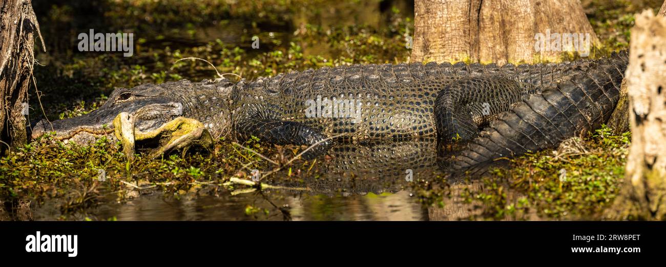 Panoramam of Alligator In Swamp in Florida Everglades Stock Photo - Alamy