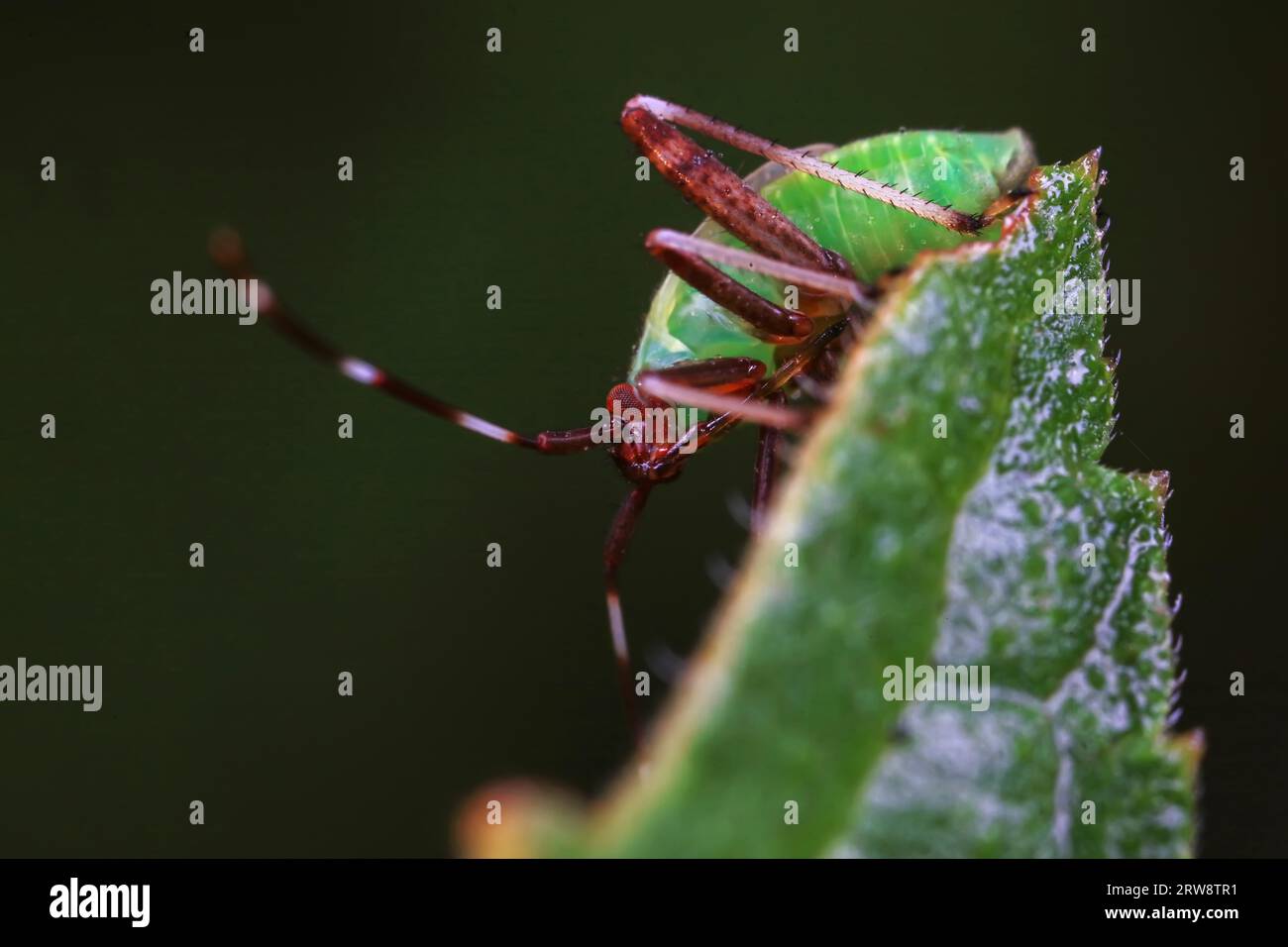 Hemiptera bugs in the wild, North China Stock Photo - Alamy