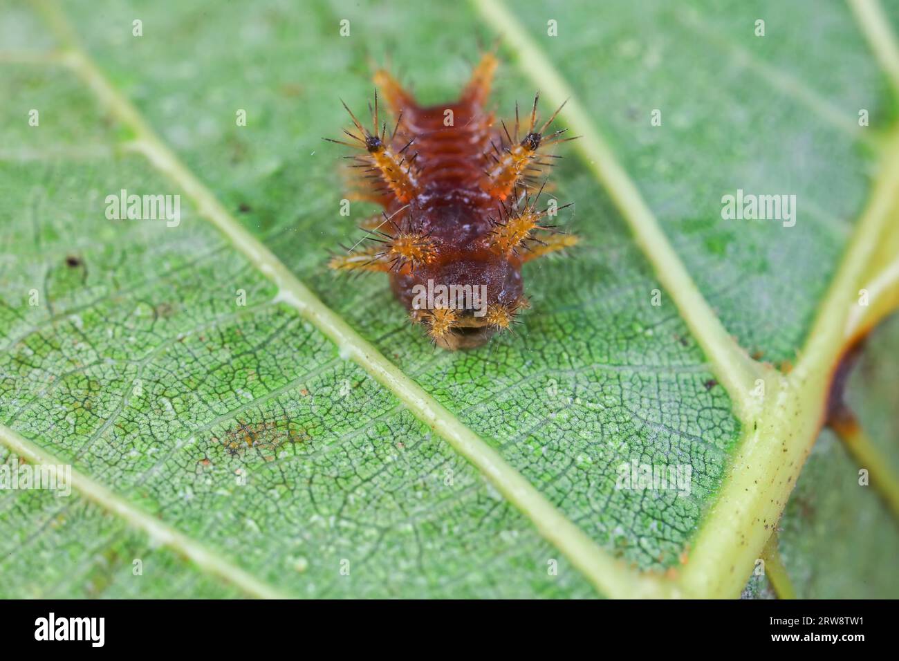 Lepidoptera larvae in the wild, North China Stock Photo - Alamy