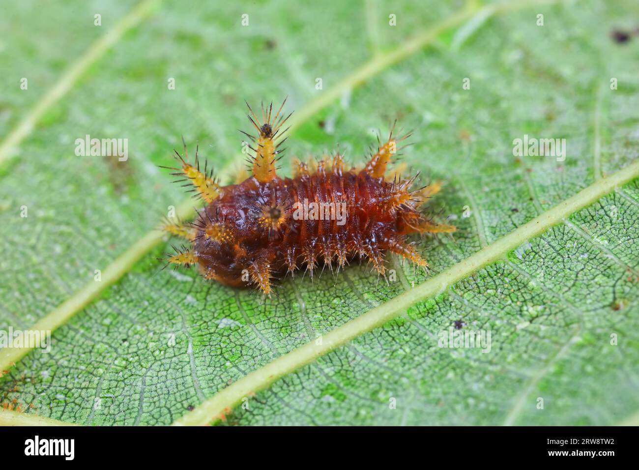 Lepidoptera larvae in the wild, North China Stock Photo - Alamy