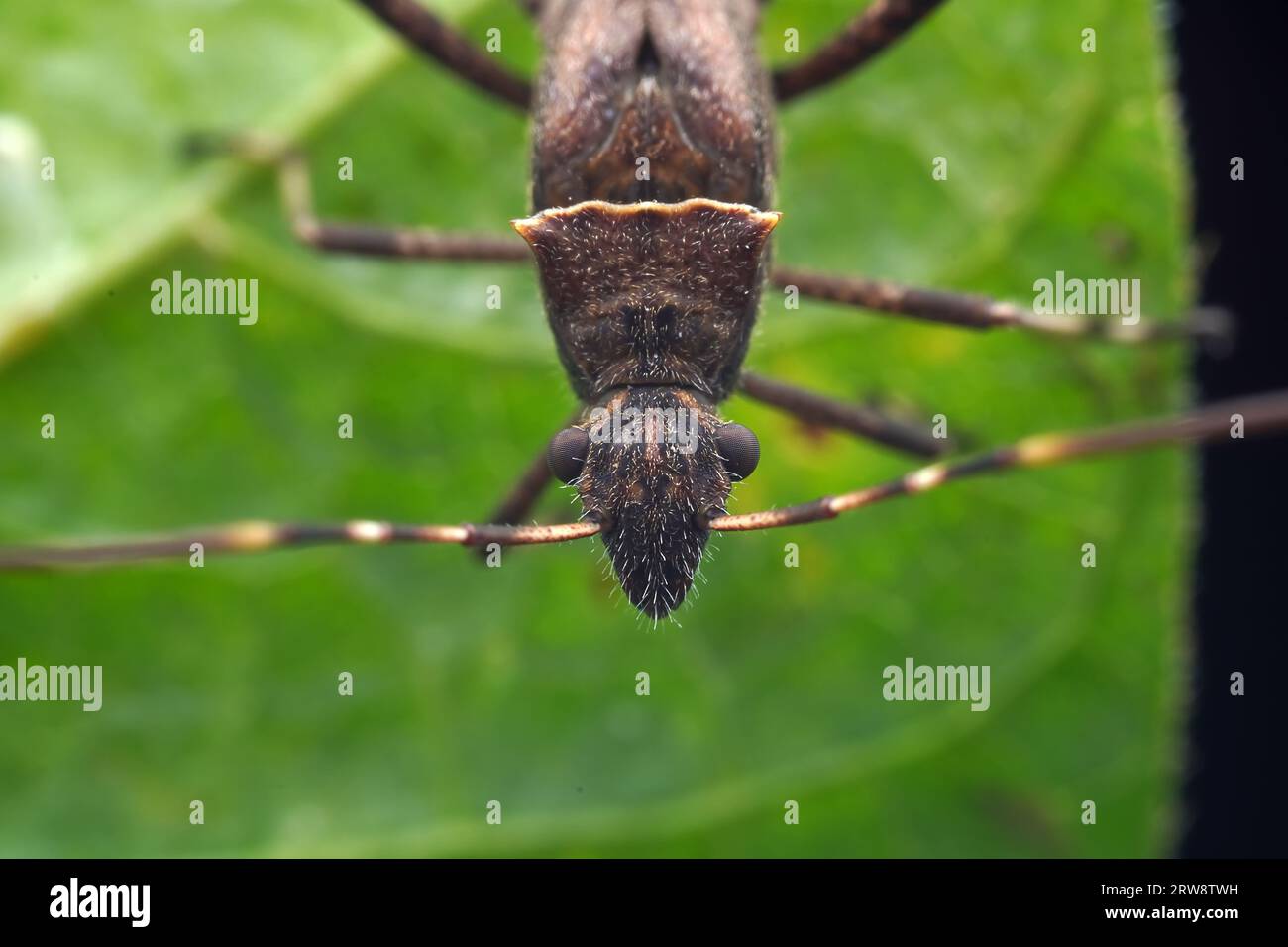 Point bee edge stink bug in the wild, North China Stock Photo - Alamy