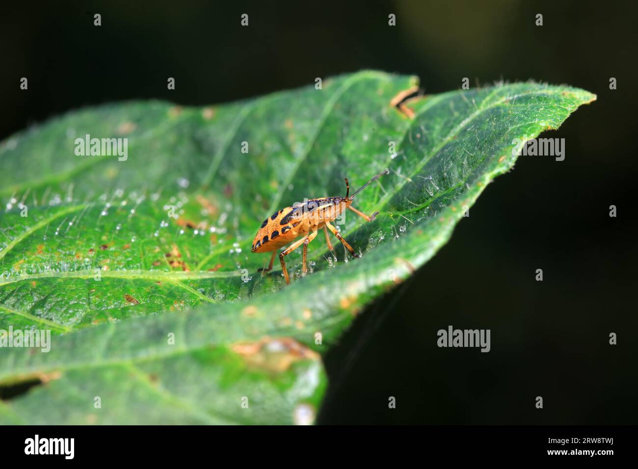 Hemiptera bugs in the wild, North China Stock Photo - Alamy