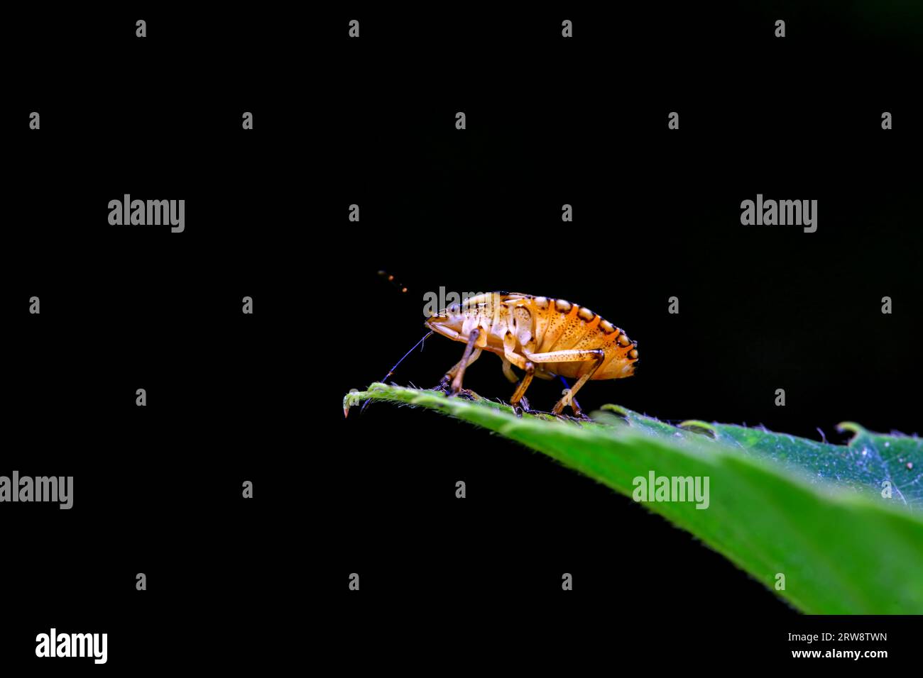 Hemiptera bugs in the wild, North China Stock Photo - Alamy