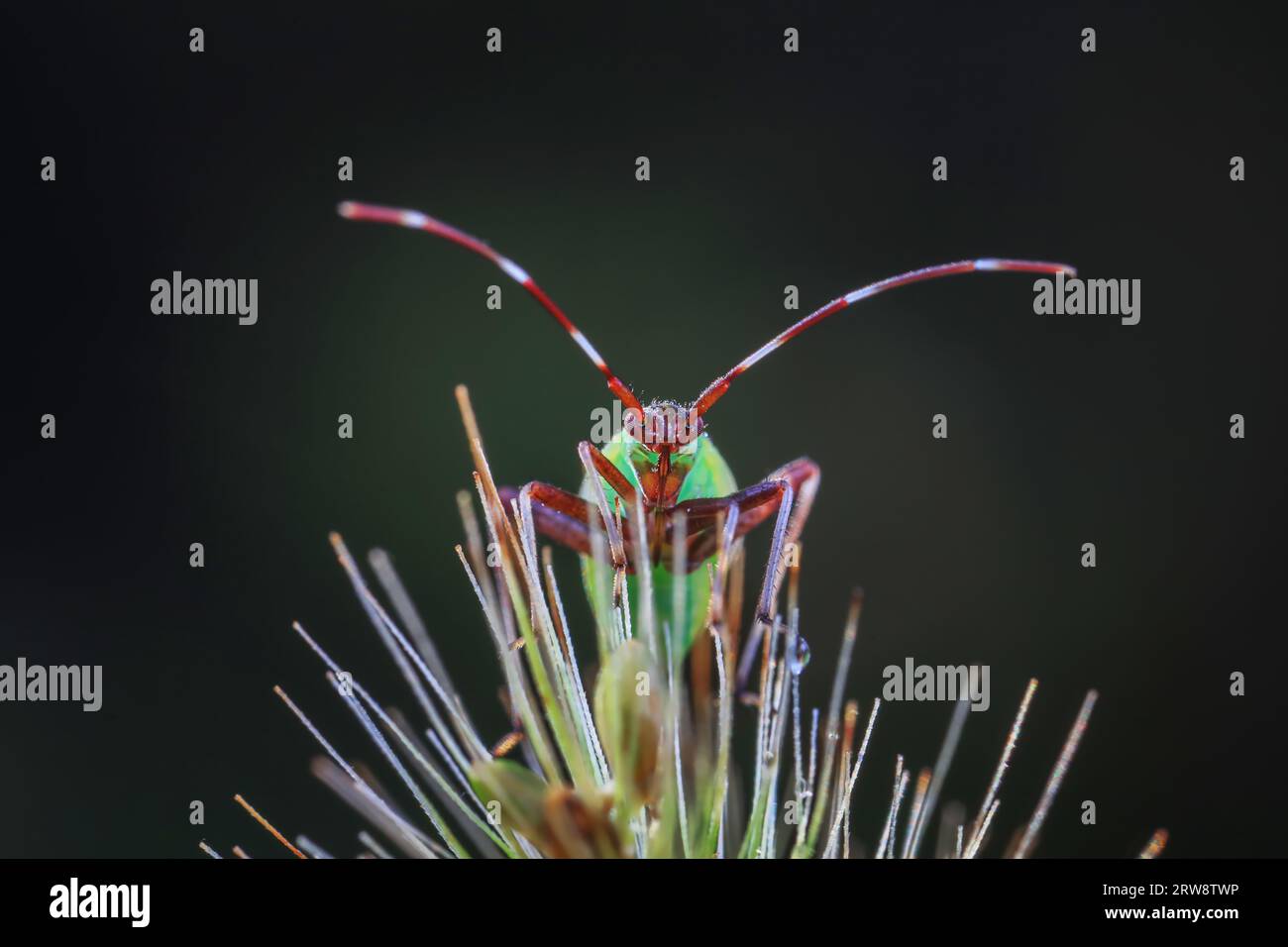 Hemiptera bugs in the wild, North China Stock Photo - Alamy