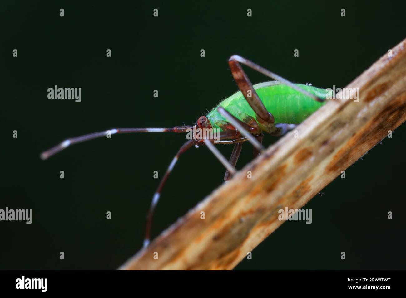 Hemiptera bugs in the wild, North China Stock Photo - Alamy