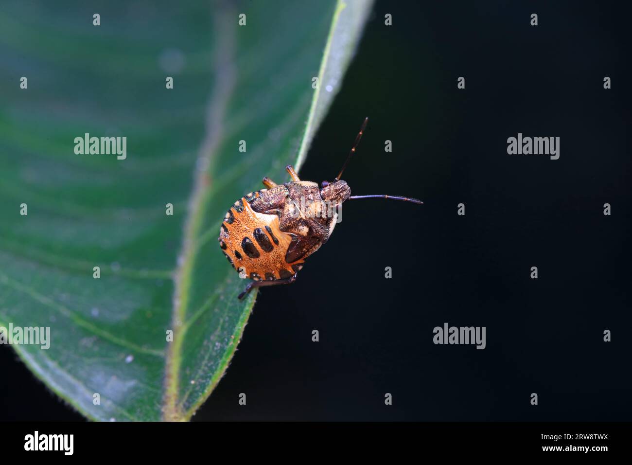Hemiptera bugs in the wild, North China Stock Photo - Alamy