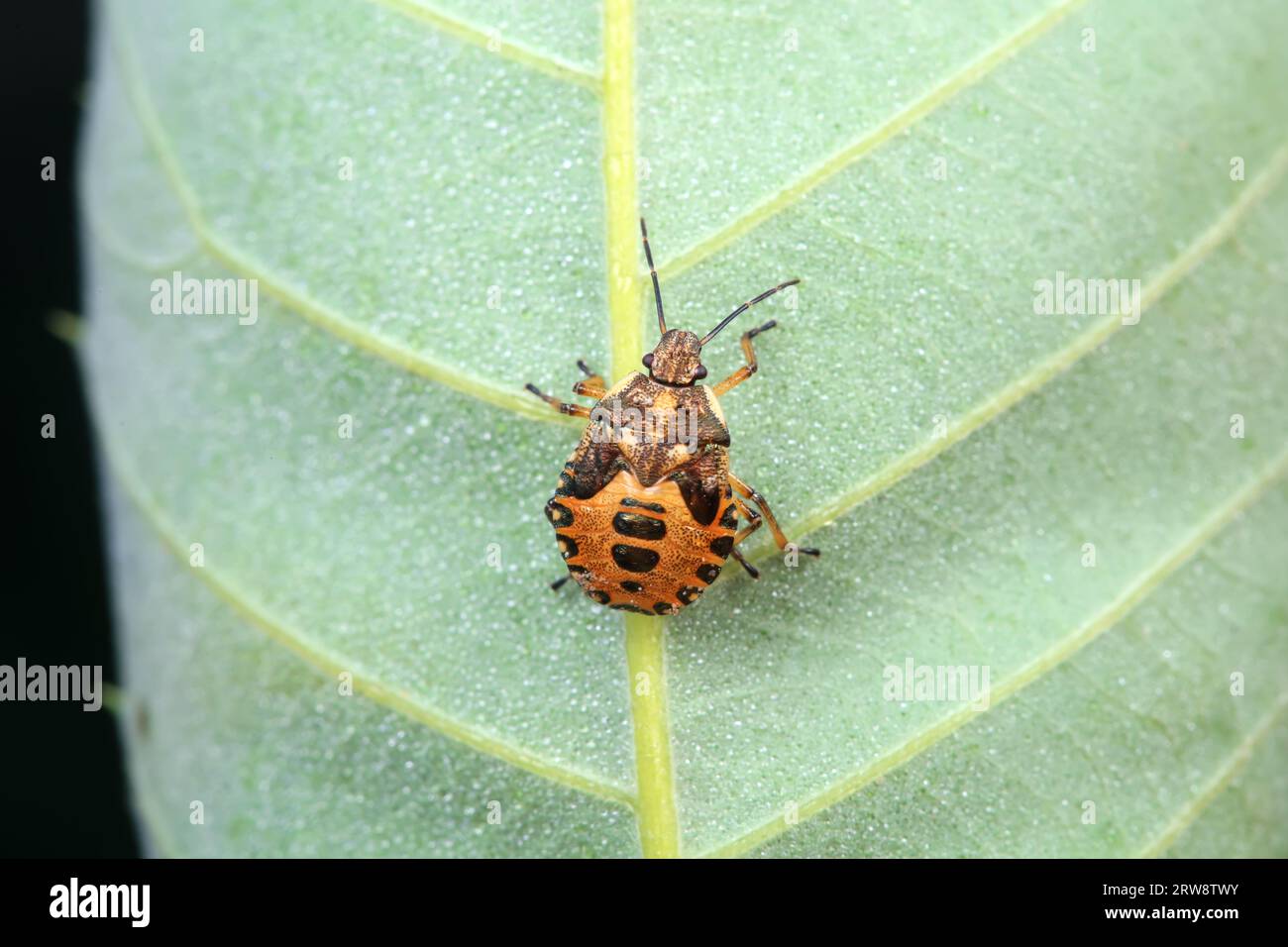 Hemiptera bugs in the wild, North China Stock Photo - Alamy