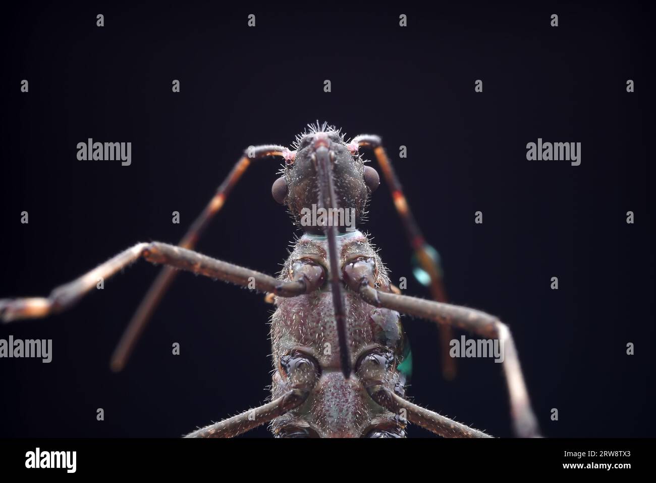 Point bee edge stink bug in the wild, North China Stock Photo - Alamy