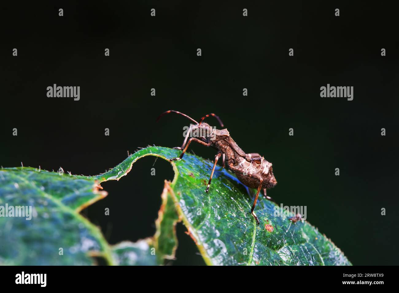 Point bee edge stink bug in the wild, North China Stock Photo - Alamy