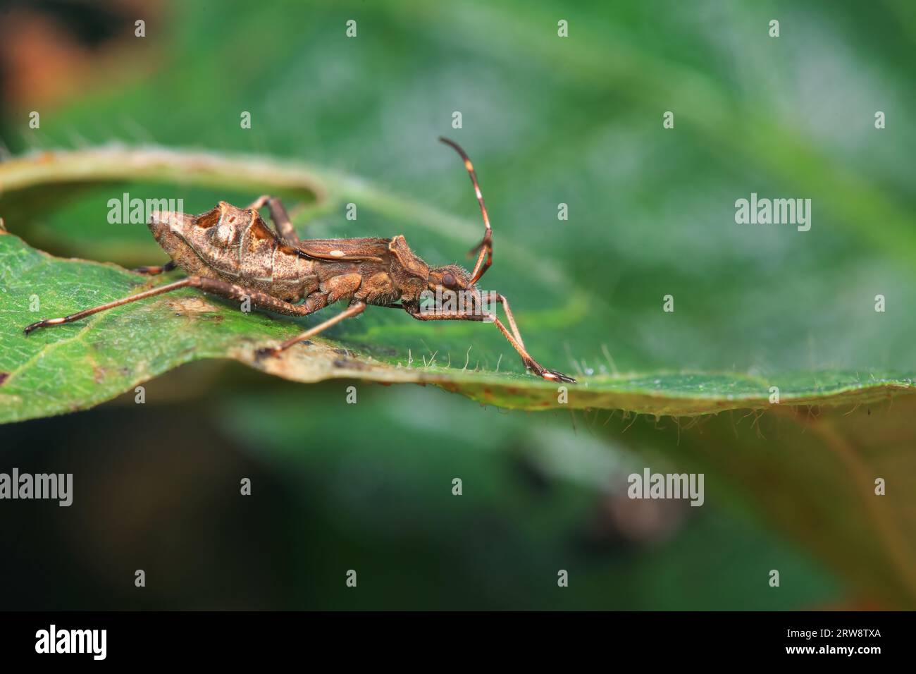 Point bee edge stink bug in the wild, North China Stock Photo - Alamy