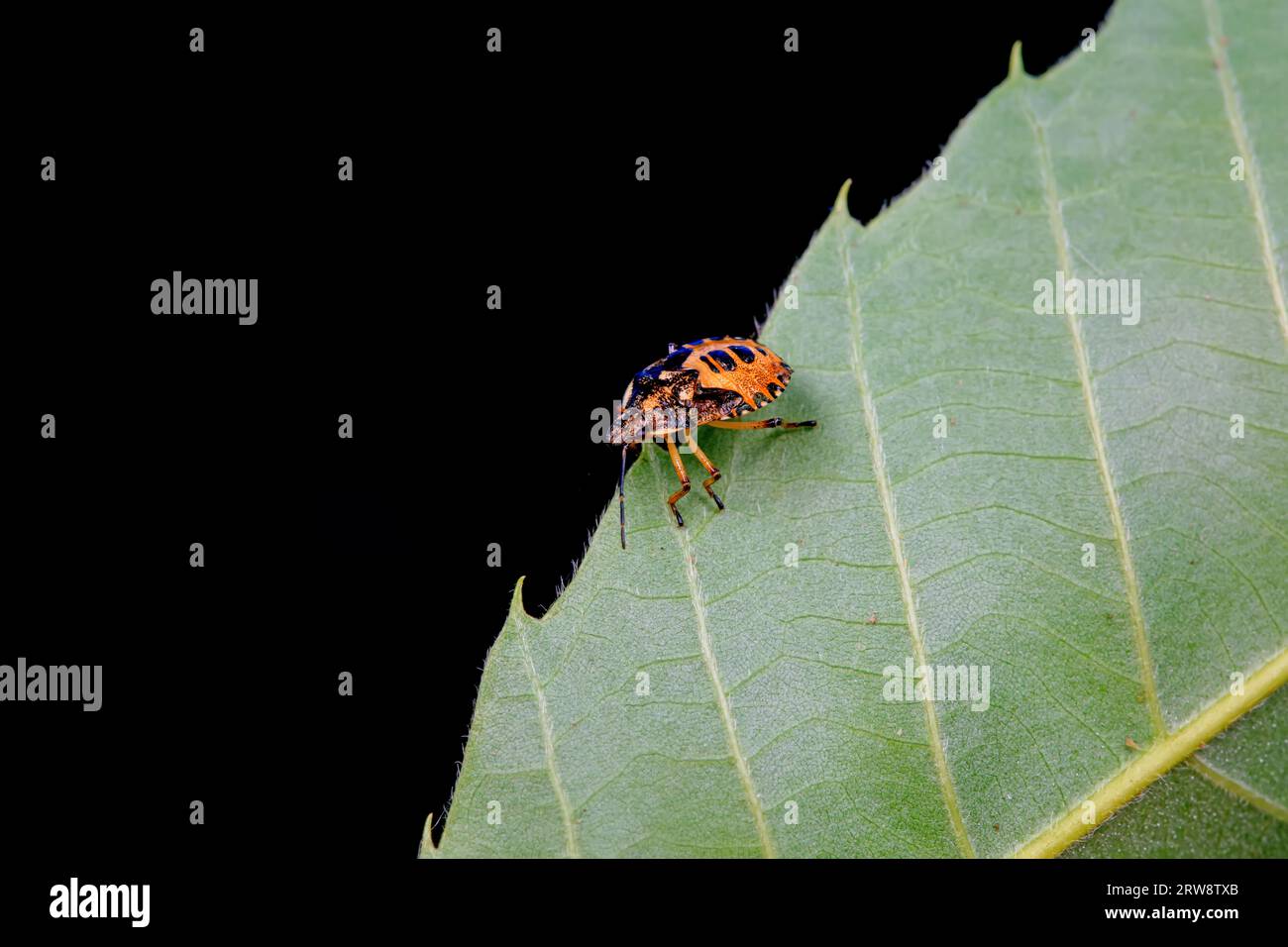 Hemiptera bugs in the wild, North China Stock Photo - Alamy