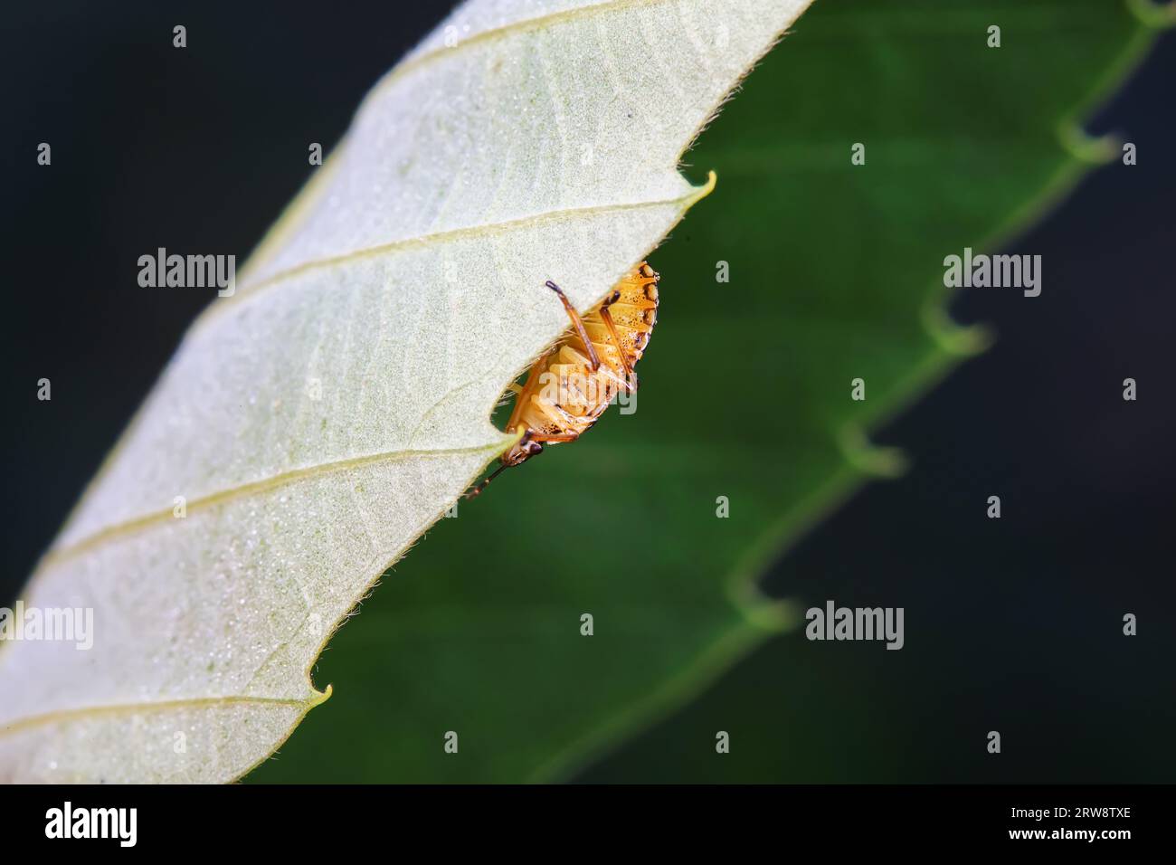 Hemiptera bugs in the wild, North China Stock Photo - Alamy