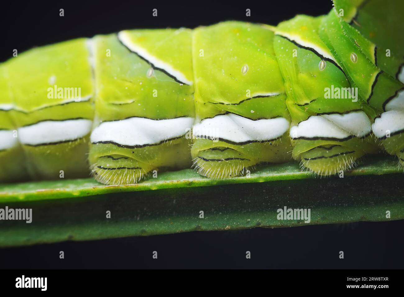 Lepidoptera larvae in the wild, North China Stock Photo - Alamy