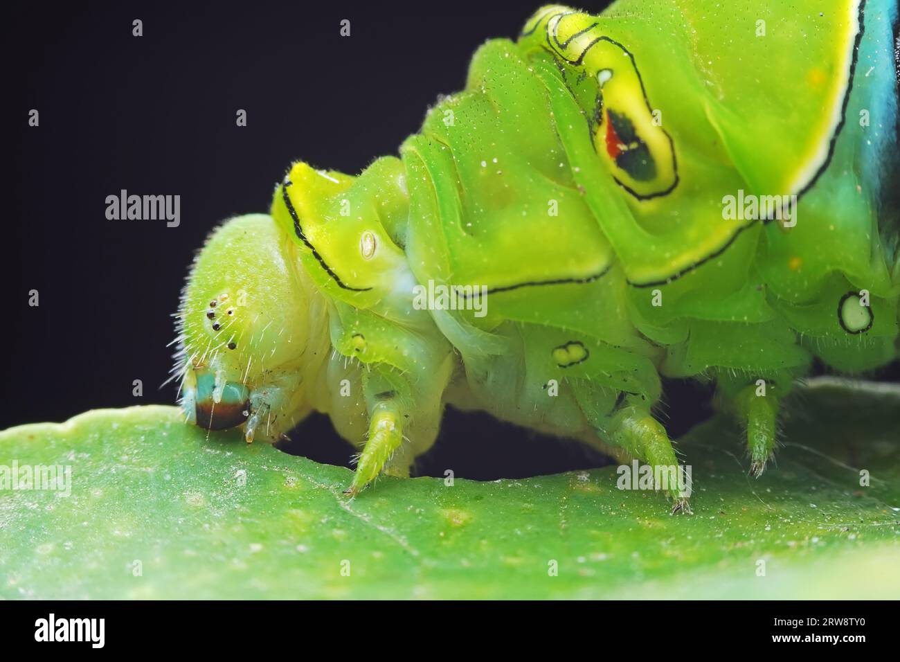 Lepidoptera larvae in the wild, North China Stock Photo - Alamy