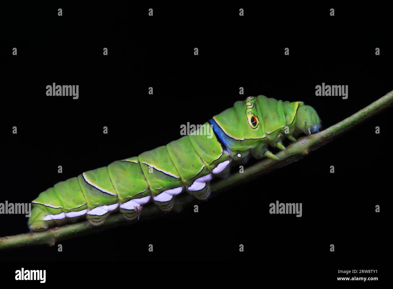 Lepidoptera larvae in the wild, North China Stock Photo - Alamy
