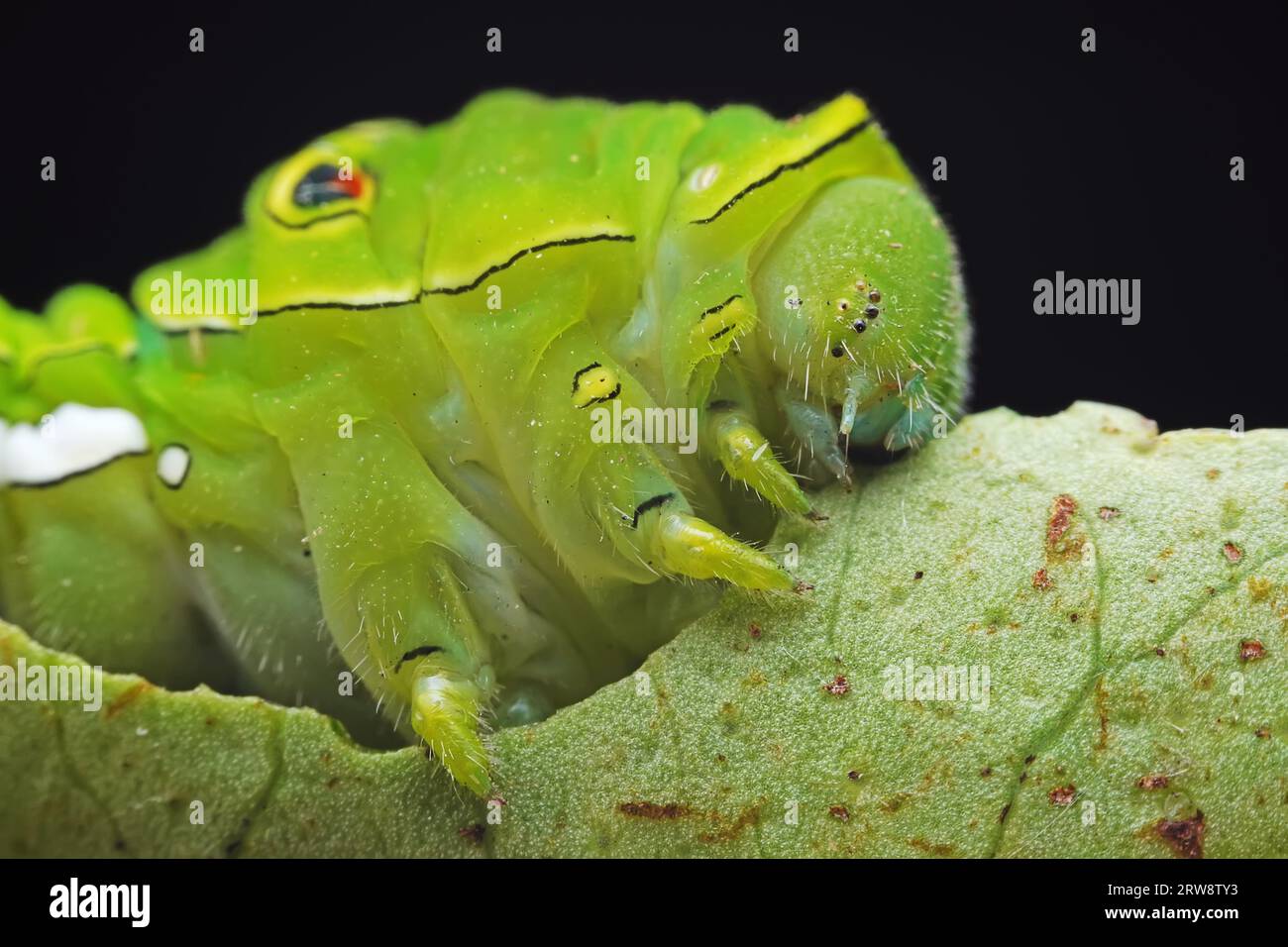 Lepidoptera larvae in the wild, North China Stock Photo - Alamy