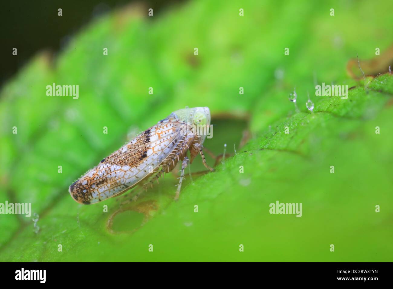 Leaf cicada on wild plants, North China Stock Photo - Alamy