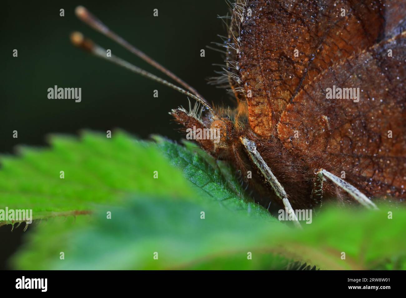 Lepidoptera insects in the wild, North China Stock Photo - Alamy