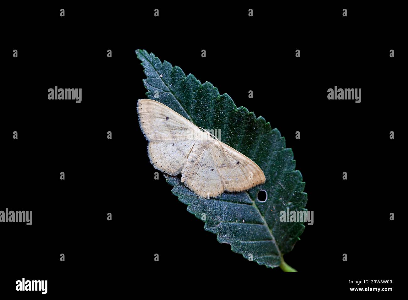 Lepidoptera insects in the wild, North China Stock Photo - Alamy
