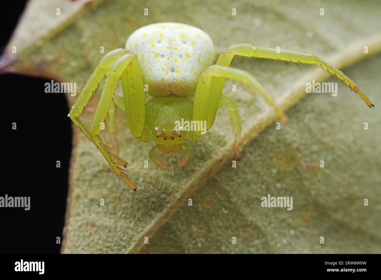 Spiders in the wild, North China Stock Photo - Alamy