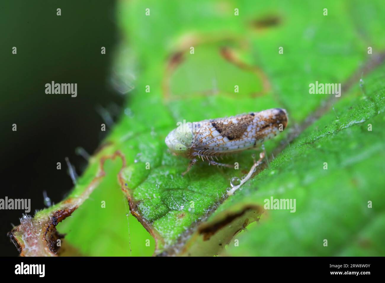 Leaf cicada on wild plants, North China Stock Photo - Alamy