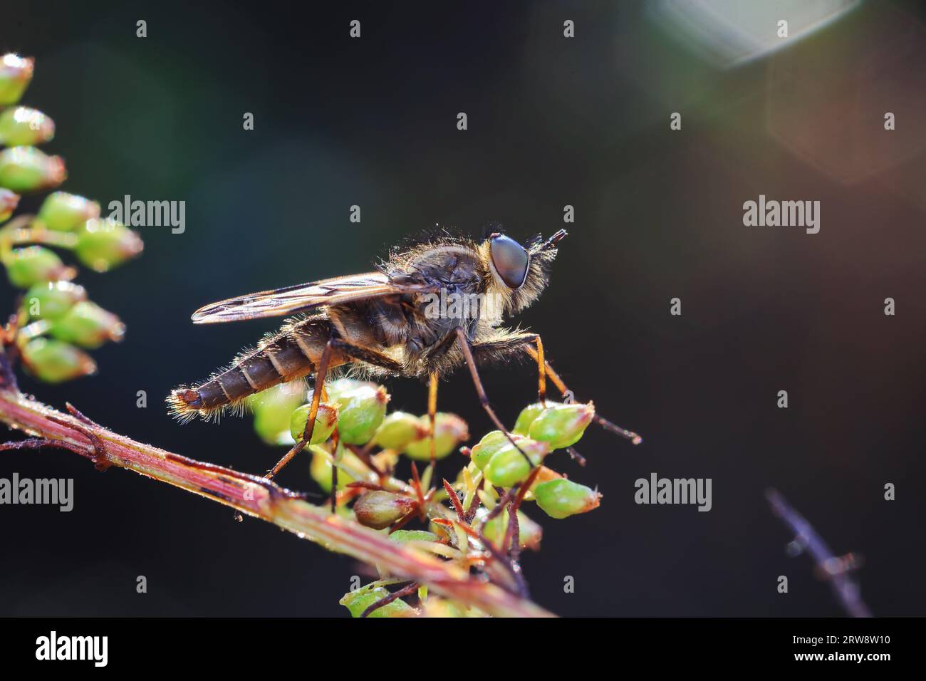 Giantgadfly hi-res stock photography and images - Alamy