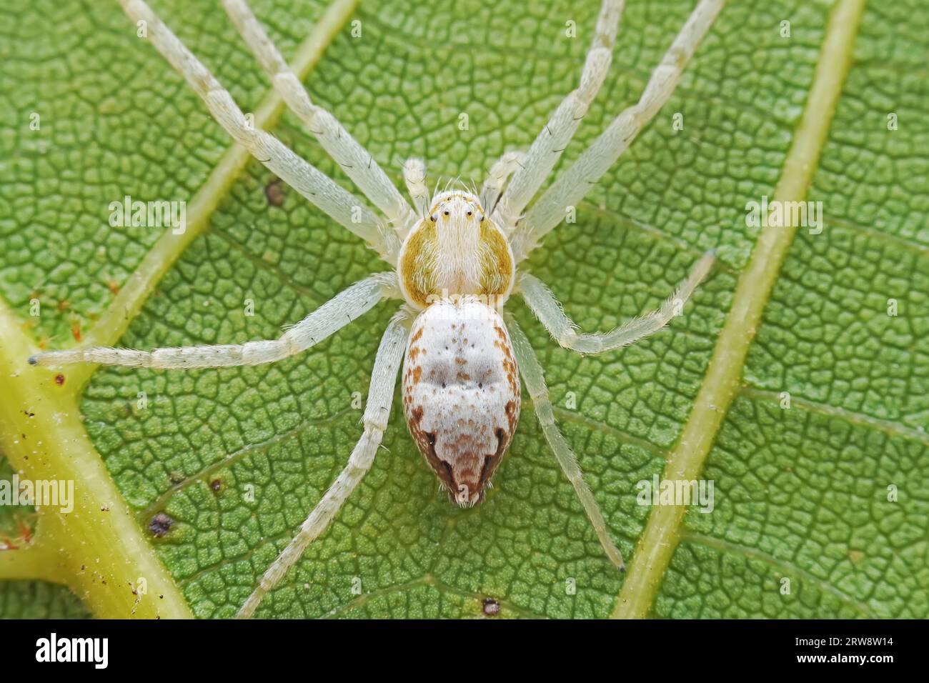 Spiders in the wild, North China Stock Photo - Alamy