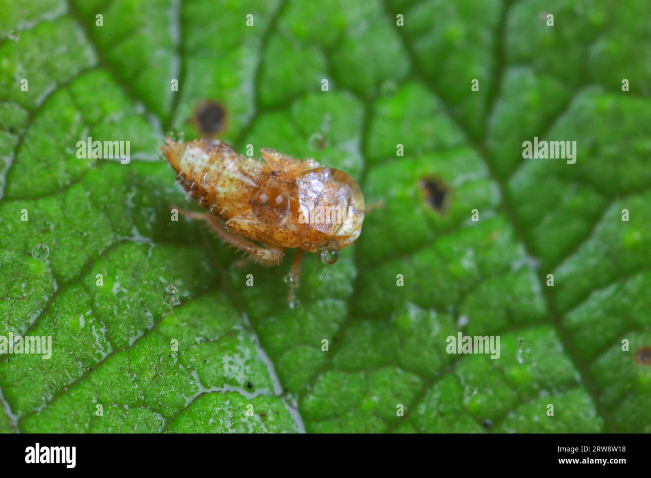 Leaf cicada on wild plants, North China Stock Photo - Alamy