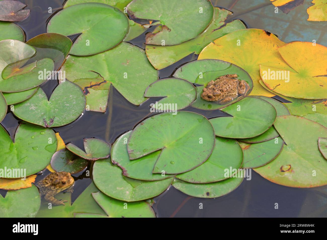 Frogs and toads are on phytoplankton in a pond in North China Stock ...