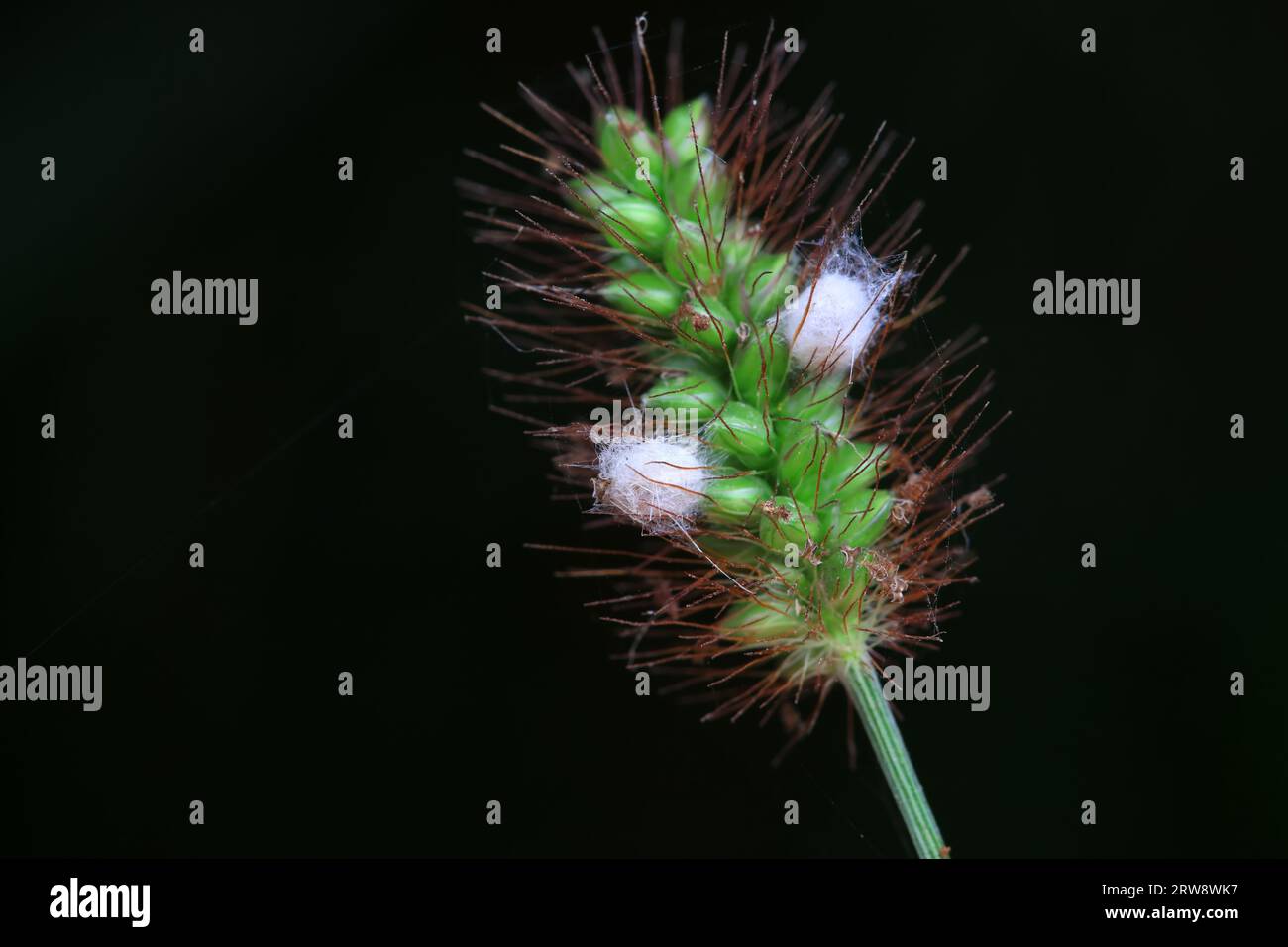 Insect cocoon shells on wild plants, North China Stock Photo - Alamy