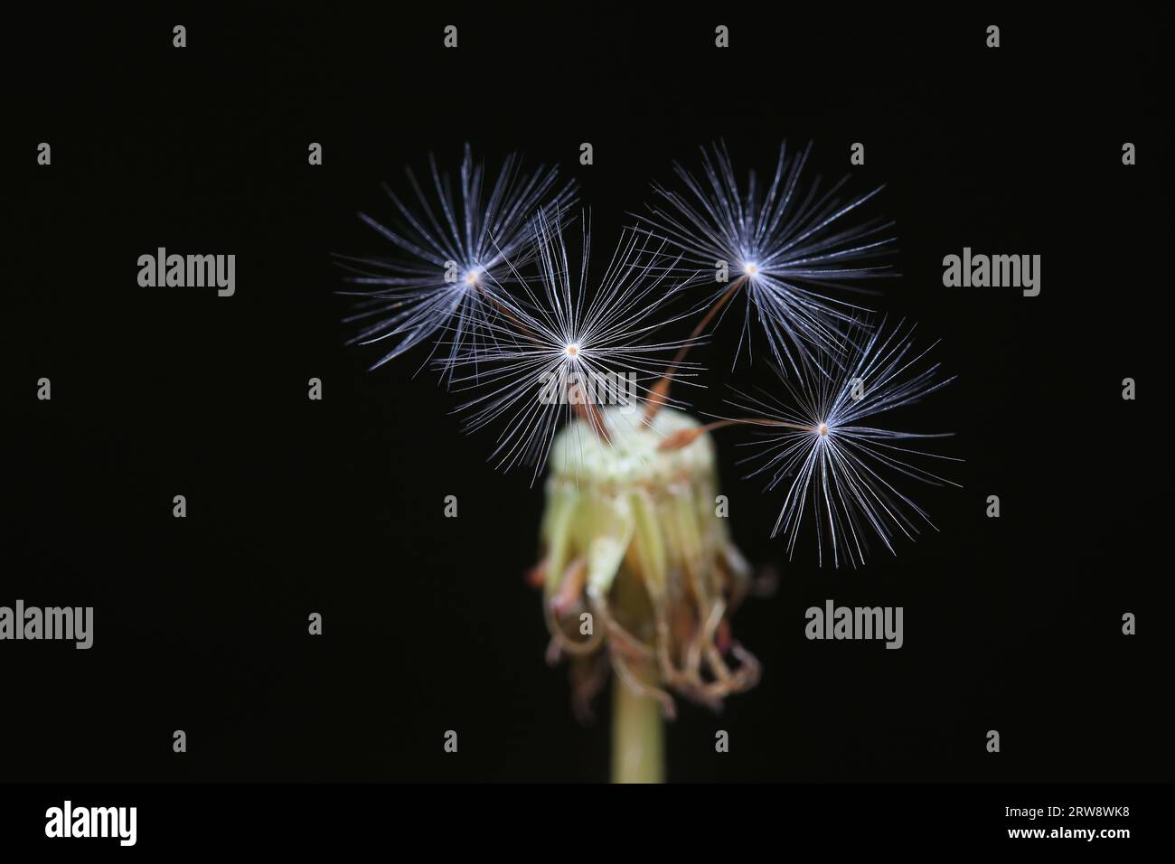 Wild plant dandelion in the wild, North China Stock Photo - Alamy