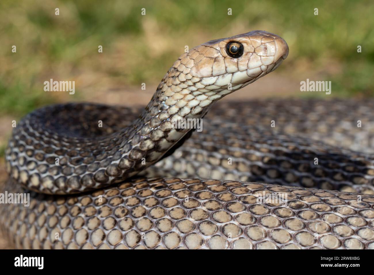Australian highly venomous Eastern Brown Snake Stock Photo - Alamy