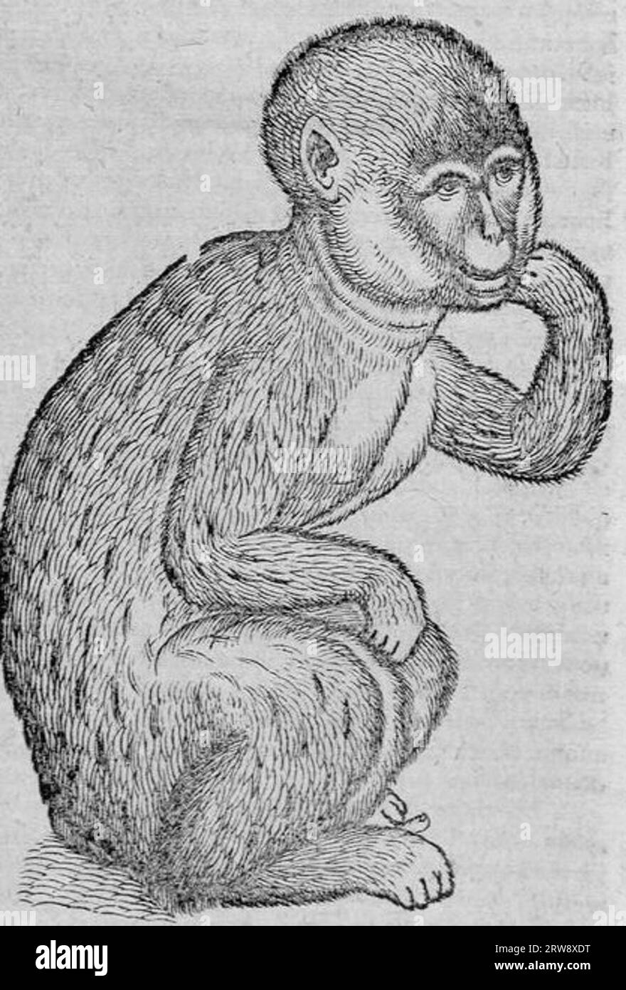 Conradi Black and White Stock Photos & Images - Alamy