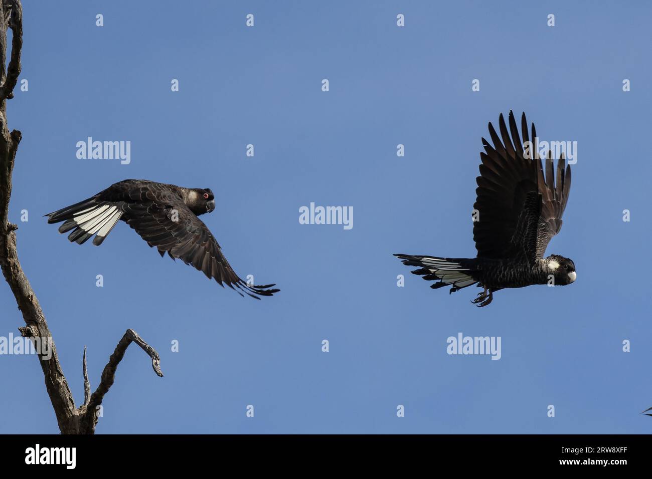 Carnaby's Black Cockatoo in flight Stock Photo - Alamy