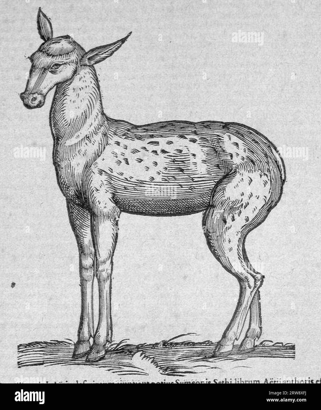 Conradi Black and White Stock Photos & Images - Alamy