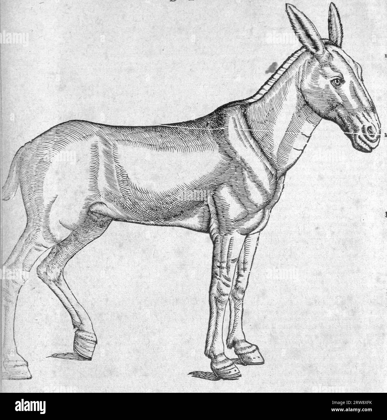 Conradi Black and White Stock Photos & Images - Alamy