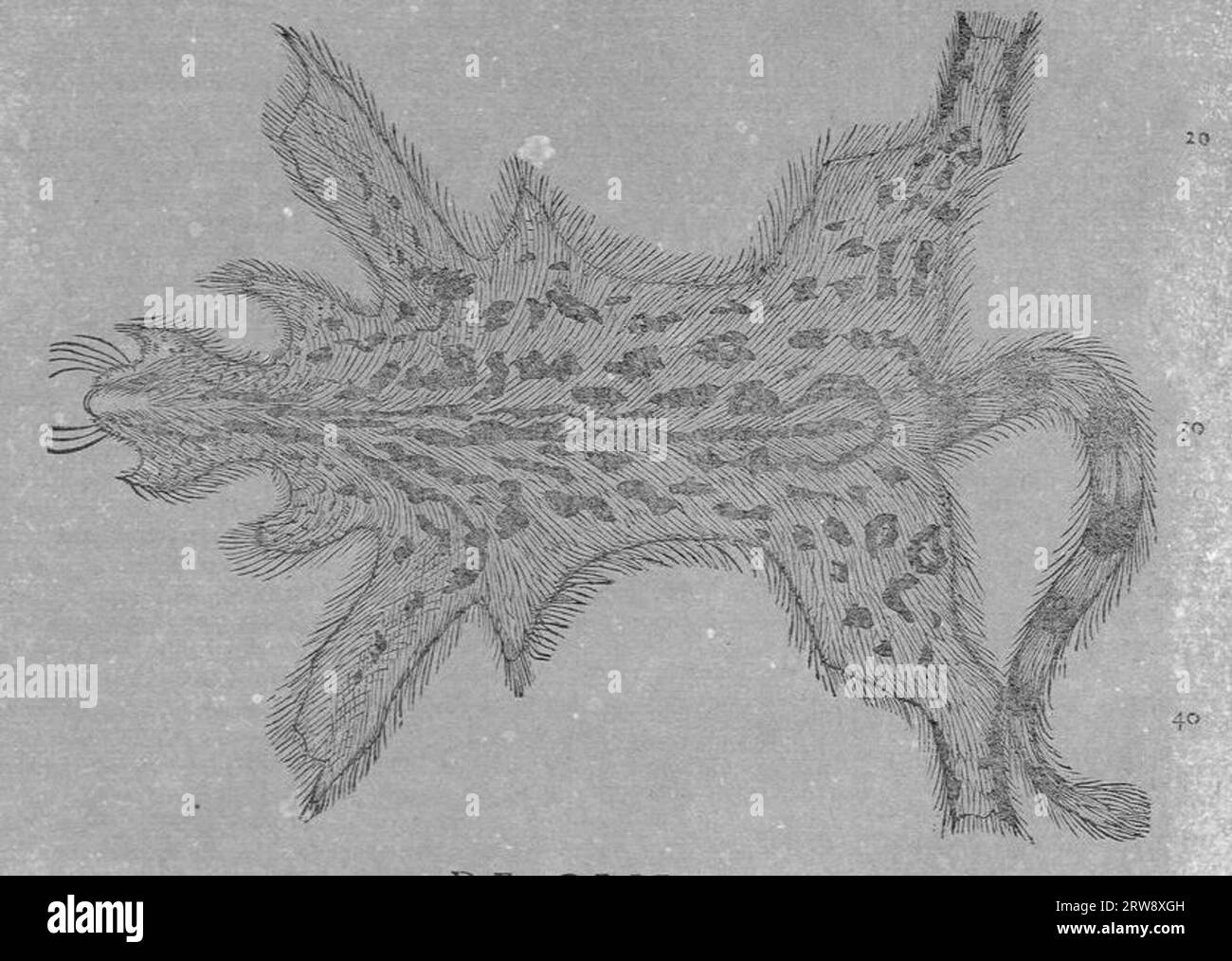 Conradi Black and White Stock Photos & Images - Alamy