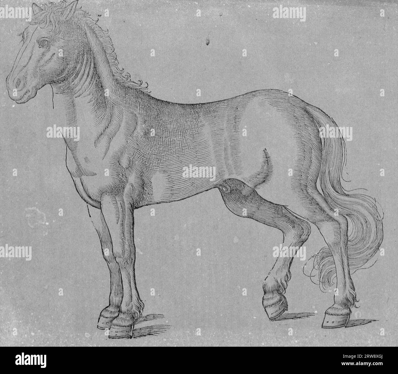 Conradi Black and White Stock Photos & Images - Alamy