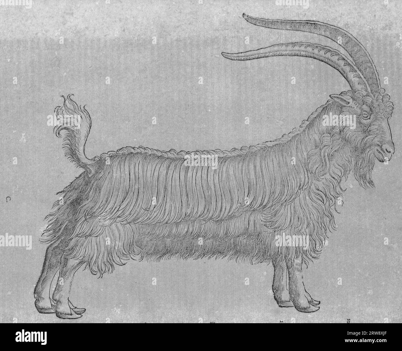 Conradi Black and White Stock Photos & Images - Alamy