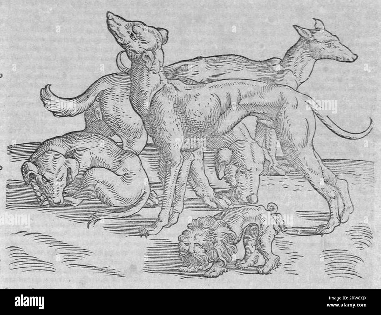 Conradi Black and White Stock Photos & Images - Alamy