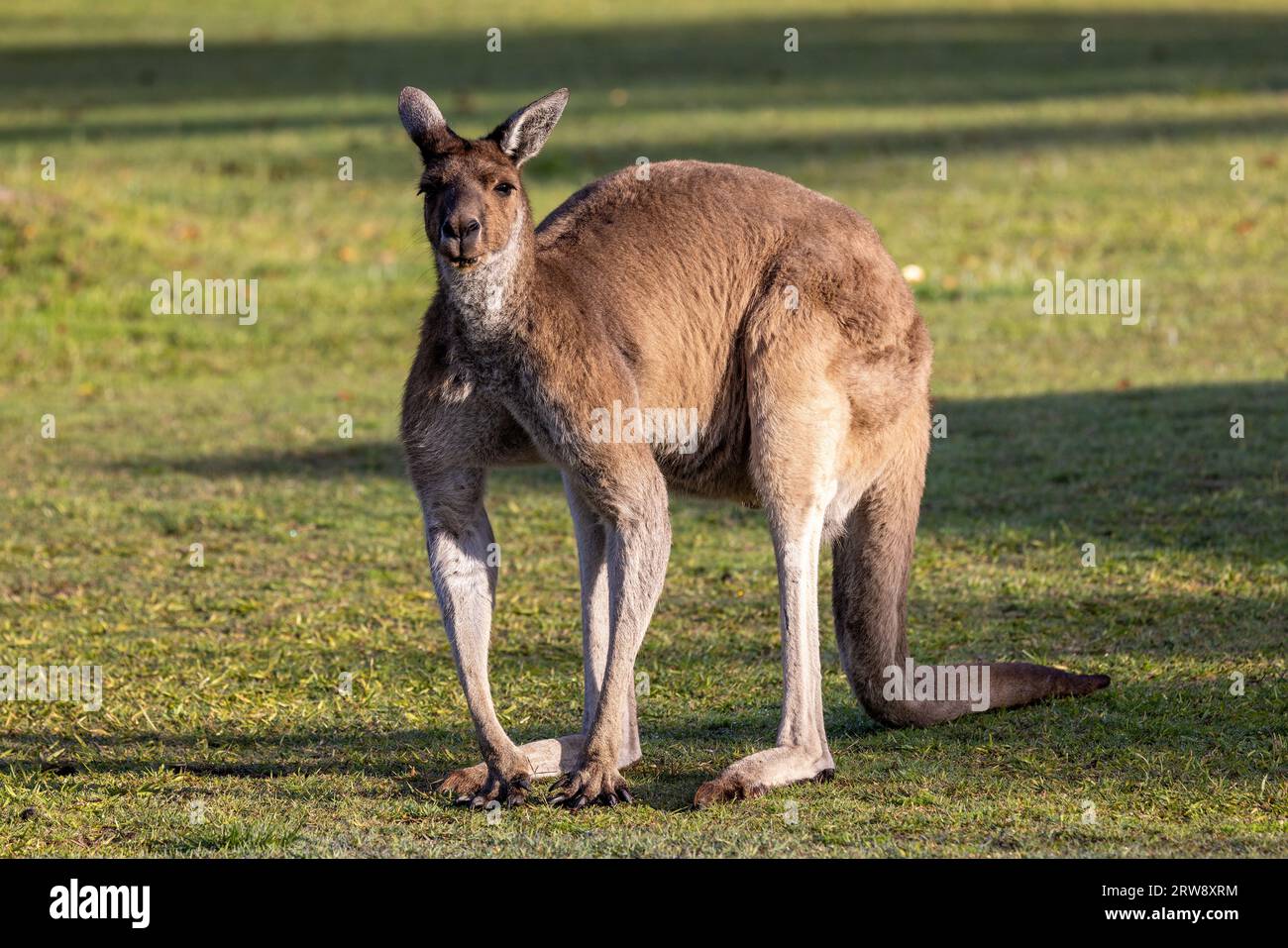 Kangaroo buck male hi-res stock photography and images - Alamy