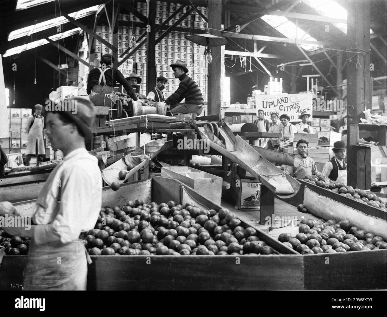 Interior of citrus packing house in Ontario, 1905 Stock Photo - Alamy