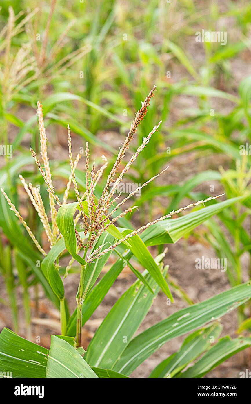Young corn plants are grown in plantation field Stock Photo - Alamy